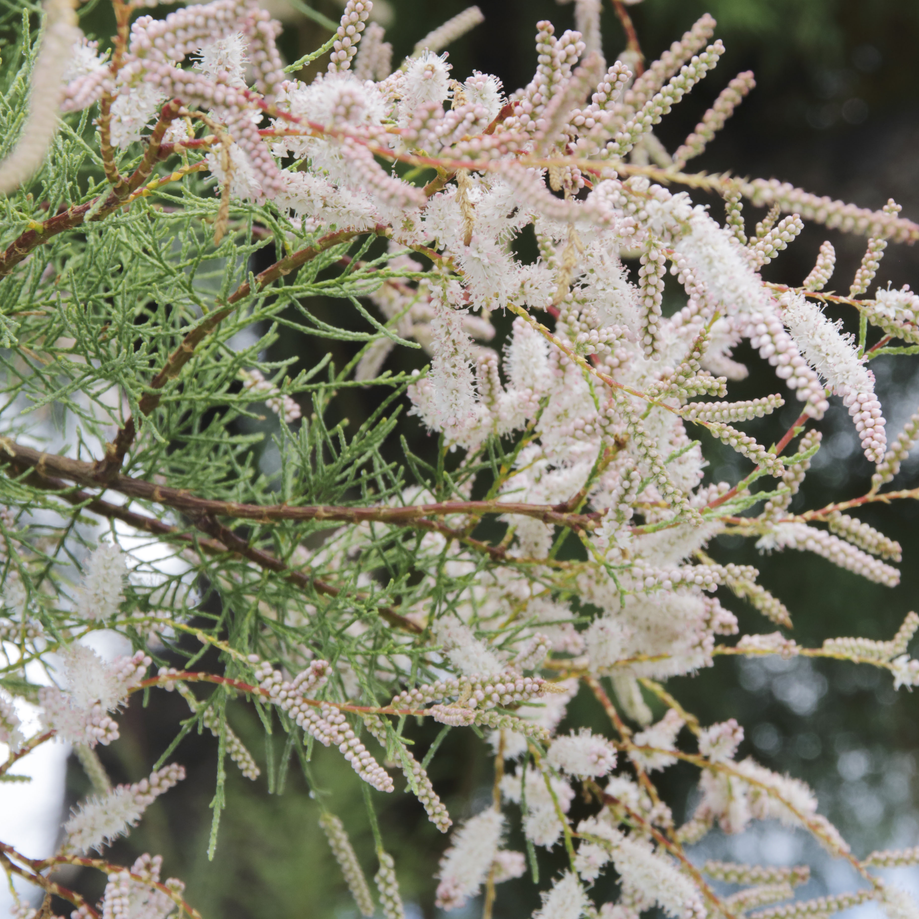 verdeesvida :: Taray, Tamarisco, Tamarisc, Tamariz