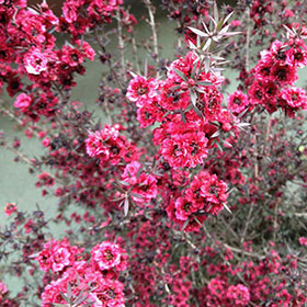 verdeesvida :: Leptospermum