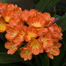 verdeesvida :: Clivia