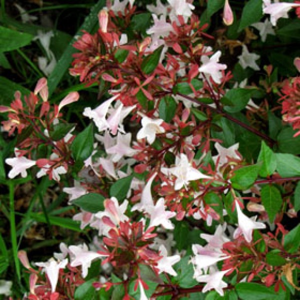 verdeesvida :: Abelia